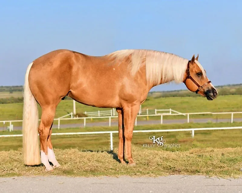 Lg Im Texas Gold Quarter Horse Aqha Phba Stallion Listing Lg Im