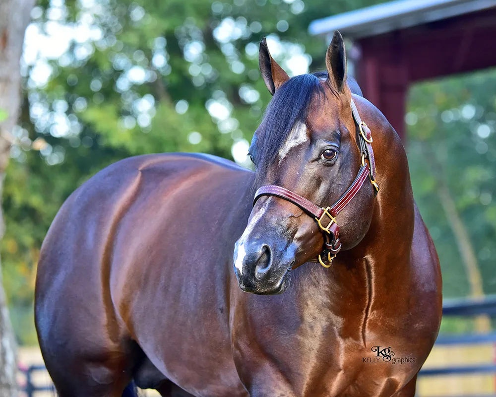 Lopin My Best Quarter Horse (AQHA ) Stallion Listing | Lopin My Best ...
