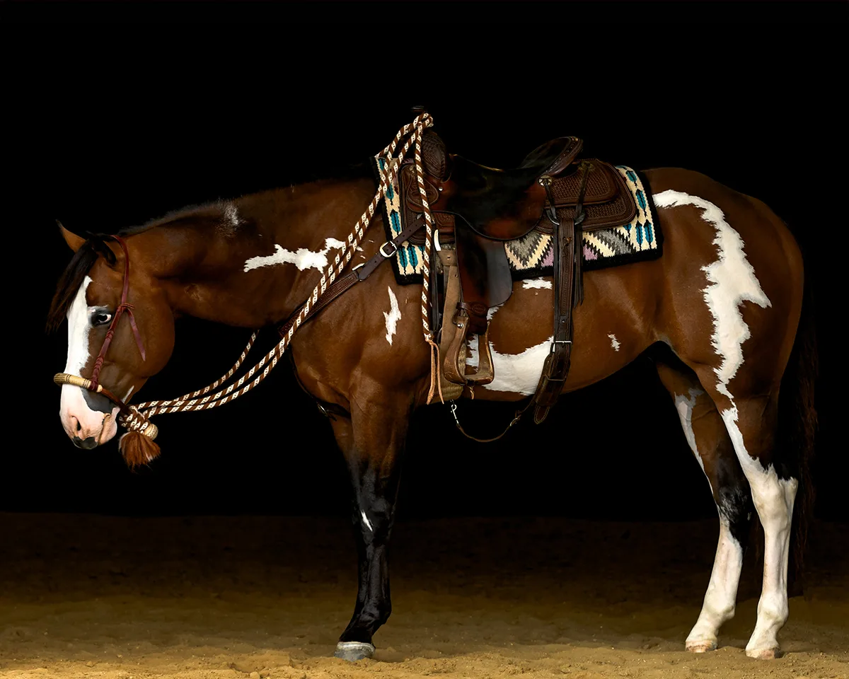 Markedly Different Paint Horse (APHA) Stallion Listing | Markedly ...