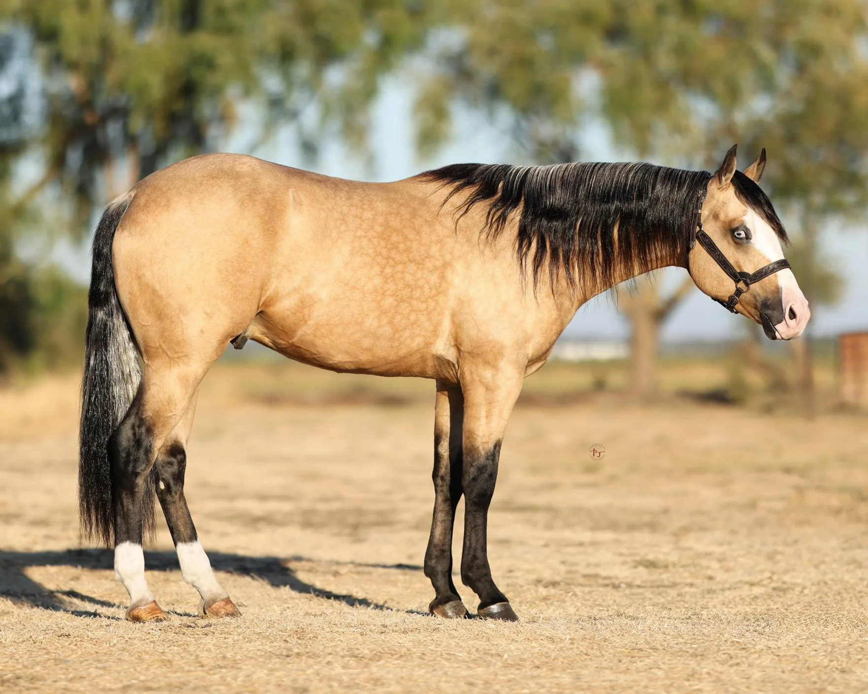 Mobster Dun It Quarter Horse (AQHA /APHA) Stallion Listing | Mobster ...