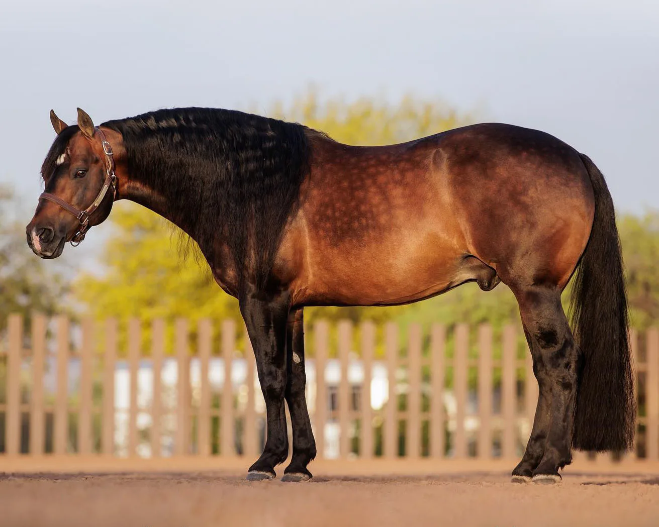 Mr Electric Spark Quarter Horse (AQHA ) Stallion Listing | Mr Electric ...