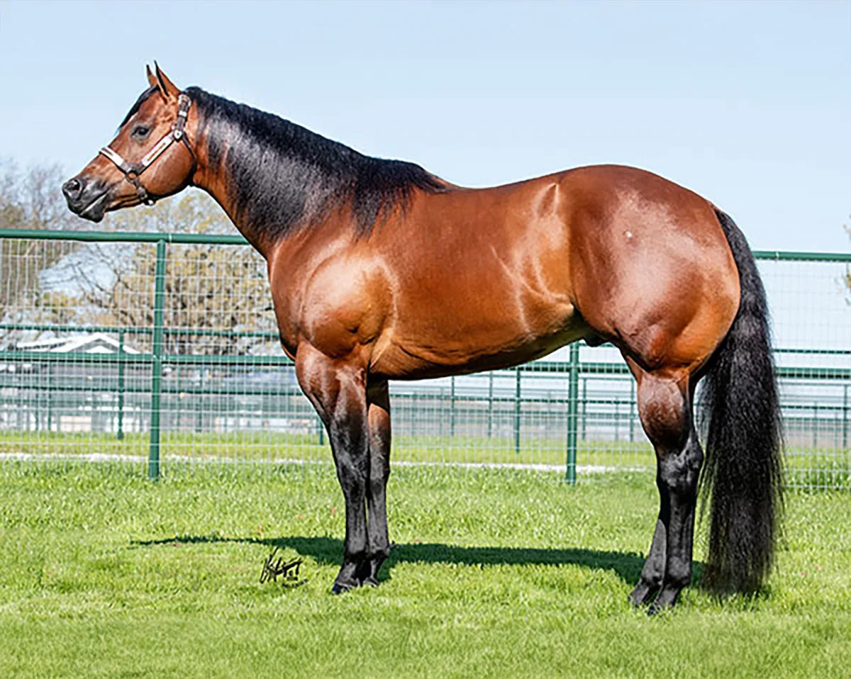Mr Fabulous Quarter Horse (AQHA ) Stallion Listing | Mr Fabulous Stud ...