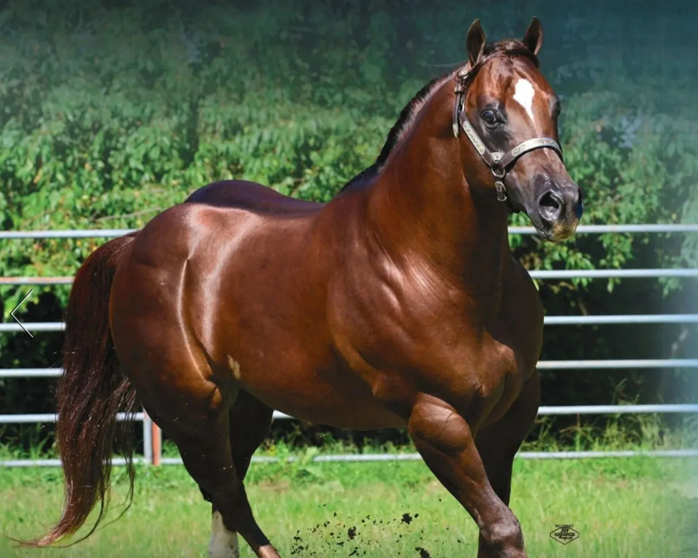 My Bravado Quarter Horse (AQHA ) Stallion Listing | My Bravado Stud Fee ...
