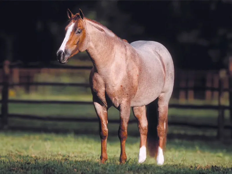 Peptoboonsmal Quarter Horse (AQHA ) Stallion Listing | Peptoboonsmal ...