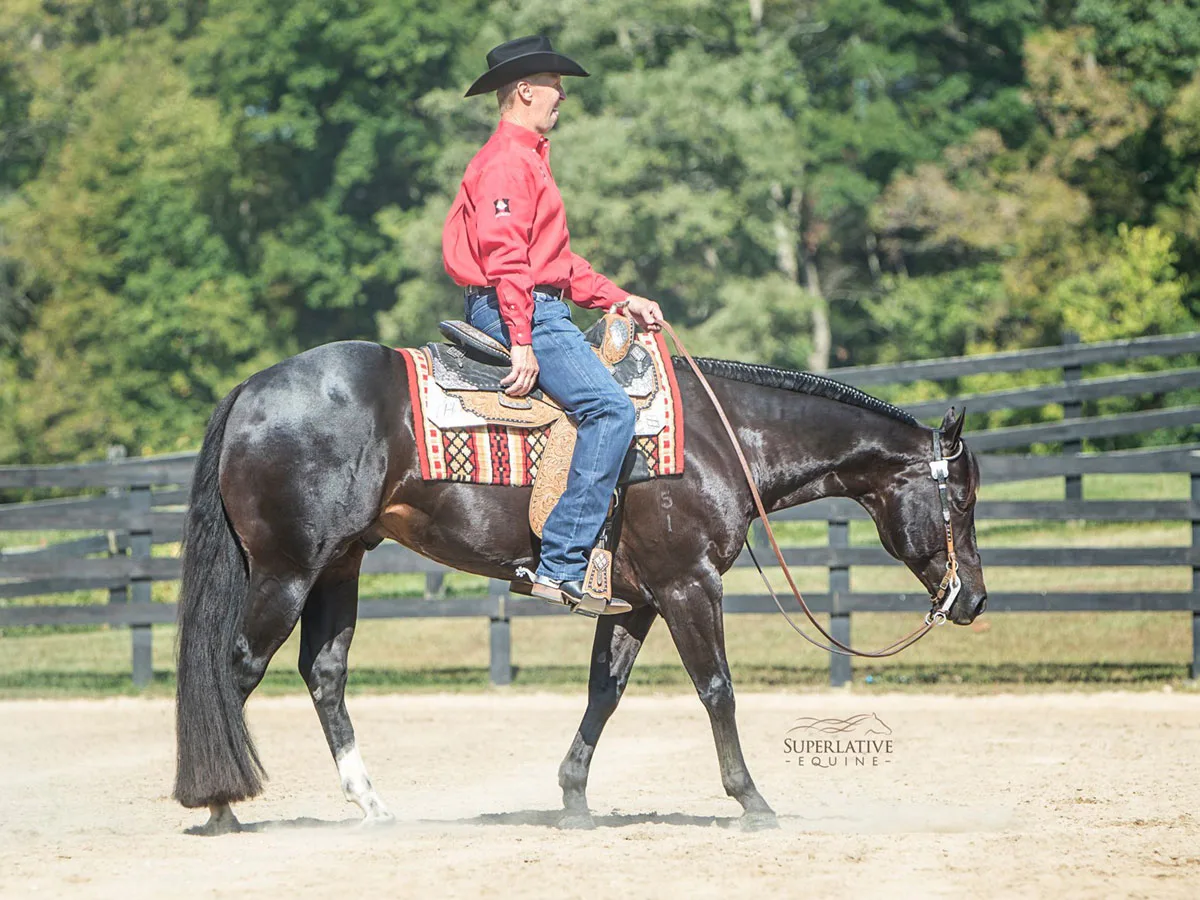 Radical Signs R Good Quarter Horse (AQHA ) Stallion Listing | Radical ...