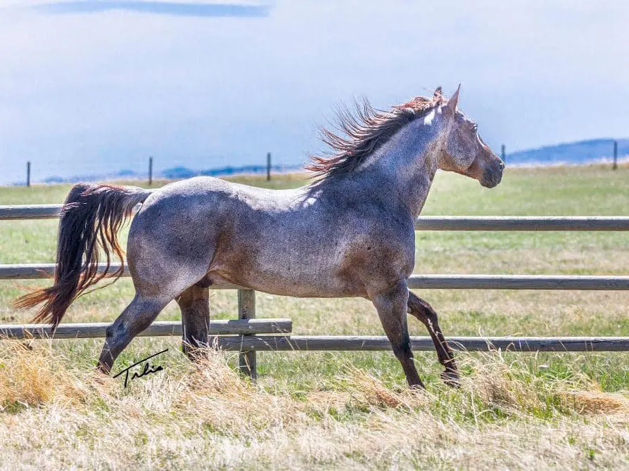 Red Hott Cat Quarter Horse (AQHA ) Stallion Listing | Red Hott Cat Stud ...