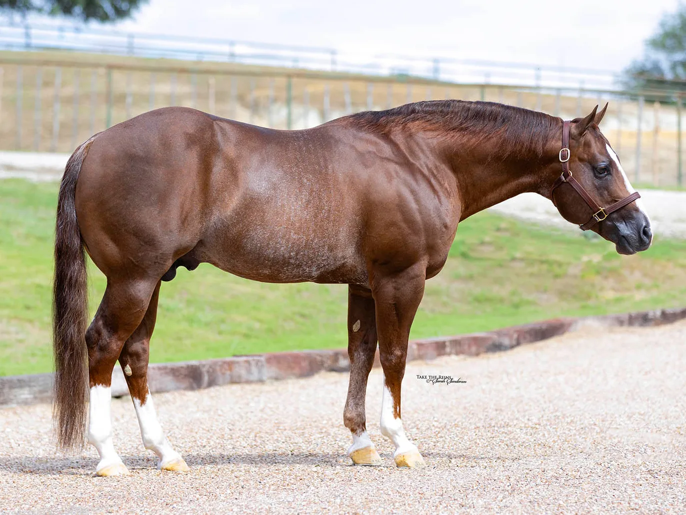 Reyzin The Cash Quarter Horse (AQHA ) Stallion Listing | Reyzin The ...