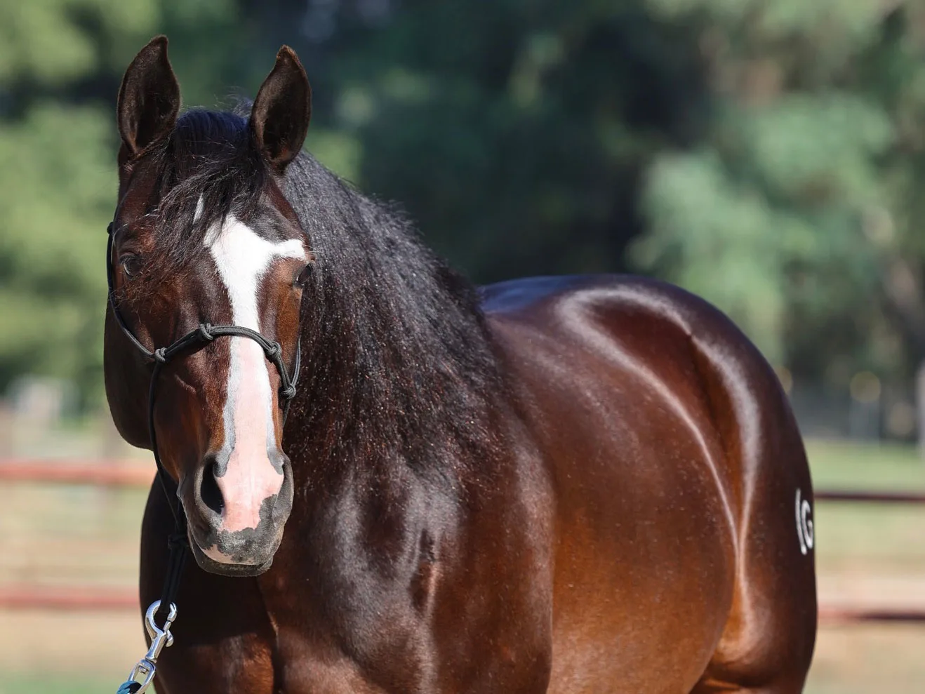 Shades Of Rey Quarter Horse (AQHA ) Stallion Listing | Shades Of Rey ...
