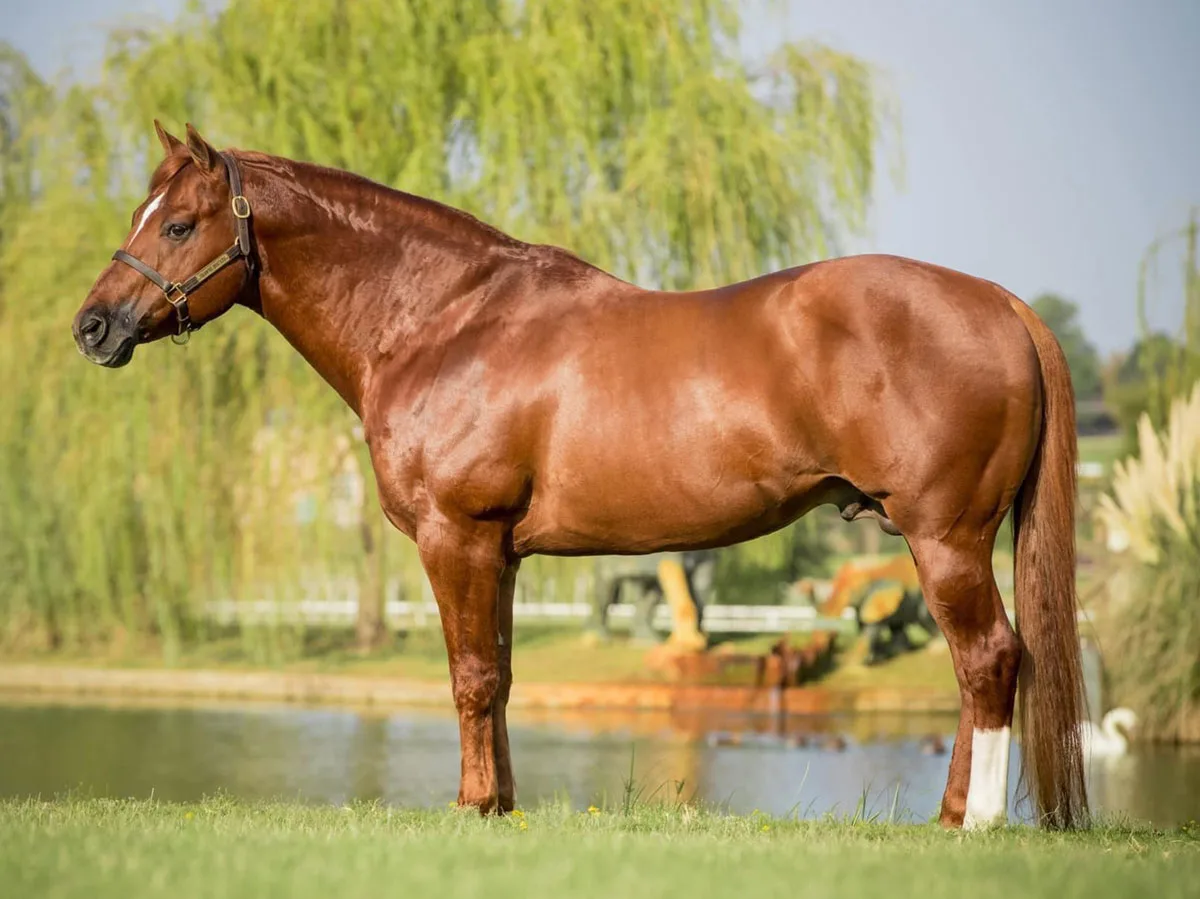 Shawne Bug Leo Quarter Horse (AQHA ) Stallion Listing | Shawne Bug Leo ...