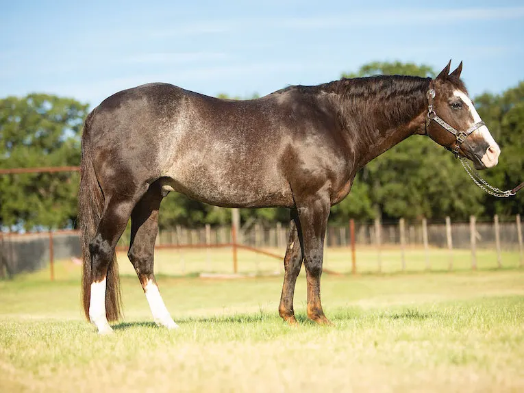 Smooth As A Cat Quarter Horse (AQHA /APHA) Stallion Listing | Smooth As ...