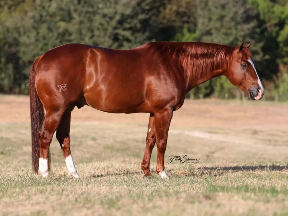 Smooth Talkin Style Quarter Horse (AQHA /APHA) Stallion Listing ...