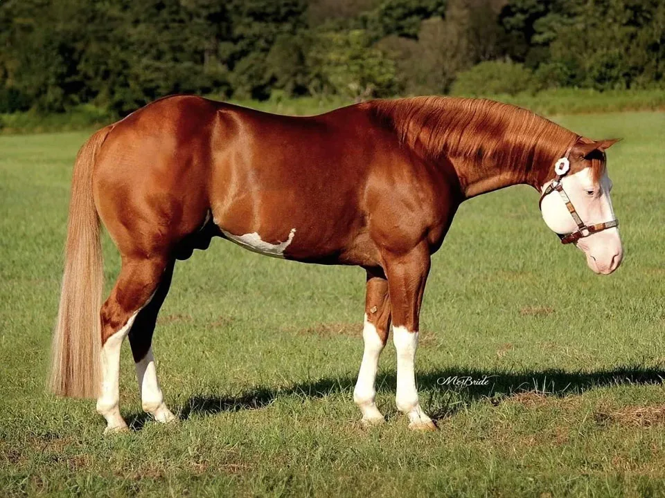 Snipers Smoking Gun Quarter Horse (AQHA /APHA) Stallion Listing ...