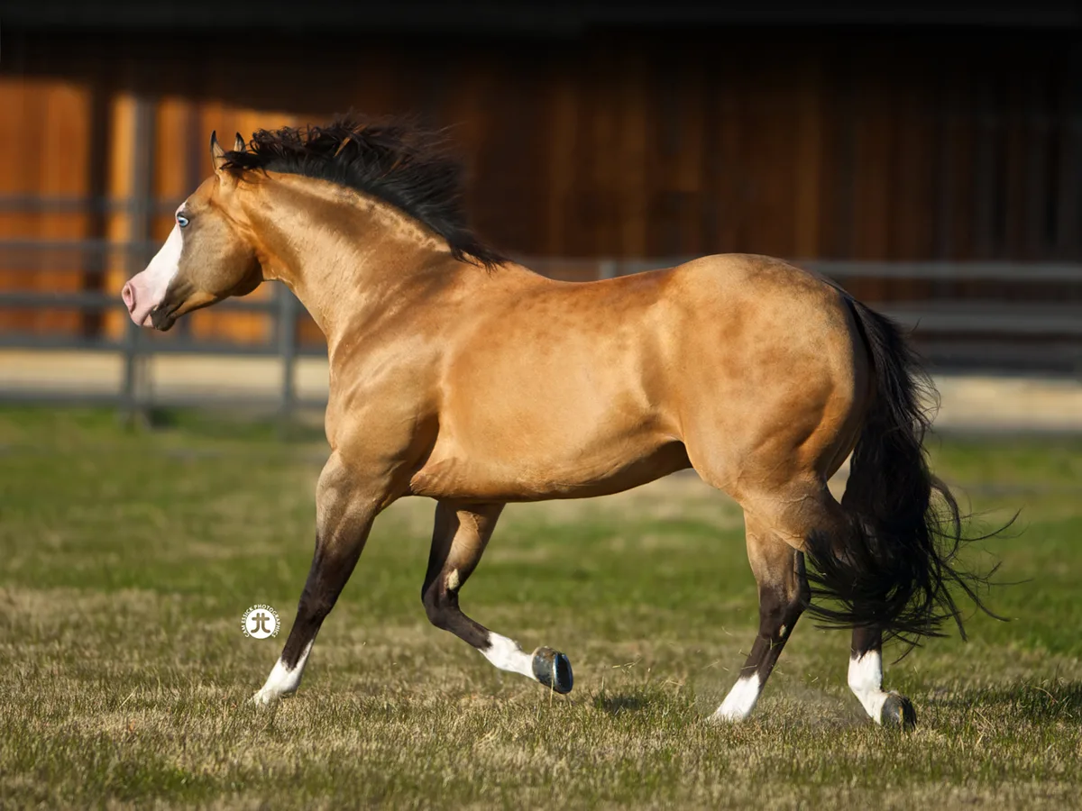 Spooks Gotta Spark Quarter Horse (AQHA ) Stallion Listing | Spooks ...