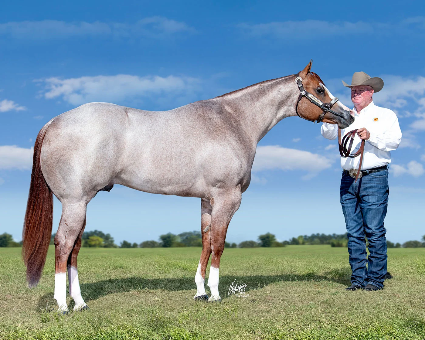 TB Mr Hollywood Quarter Horse (AQHA /APHA) Stallion Listing | TB Mr ...