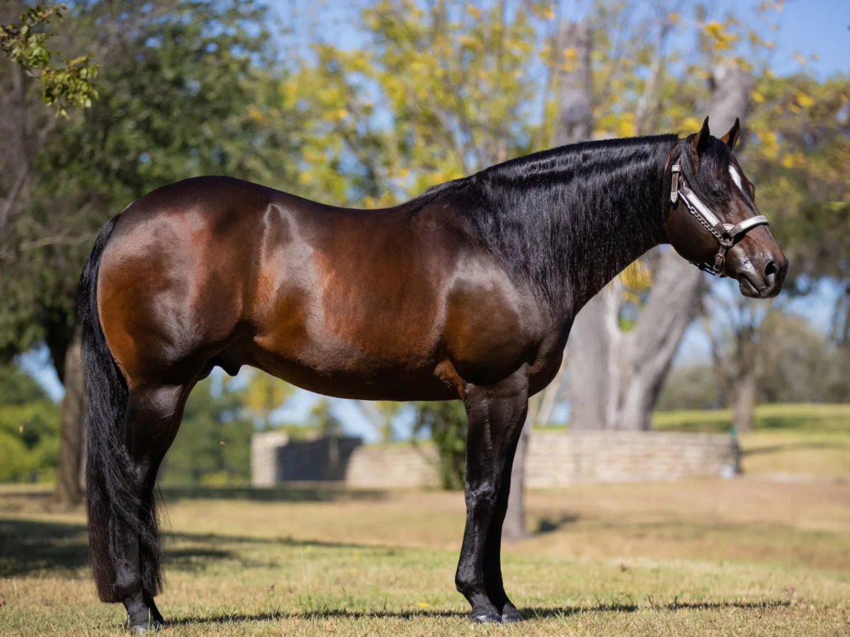 The Extreme Machine Quarter Horse (AQHA ) Stallion Listing | The ...