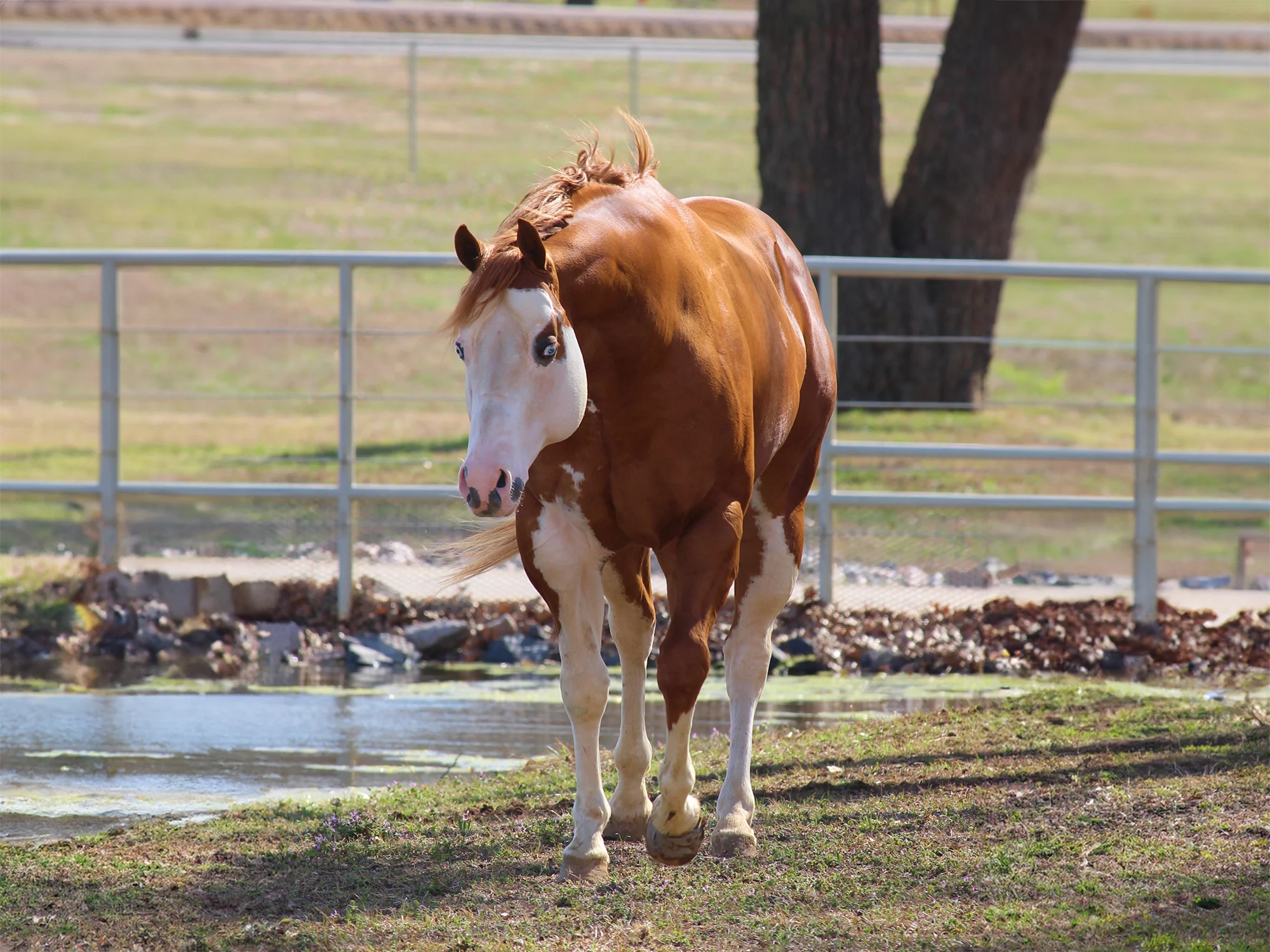 The Heisman Legend Quarter Horse (AQHA /APHA) Stallion Listing | The ...