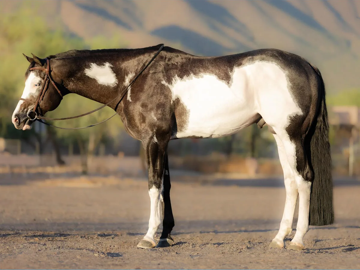 Stallion Spotlight: The Lope Factor, an article published on ...