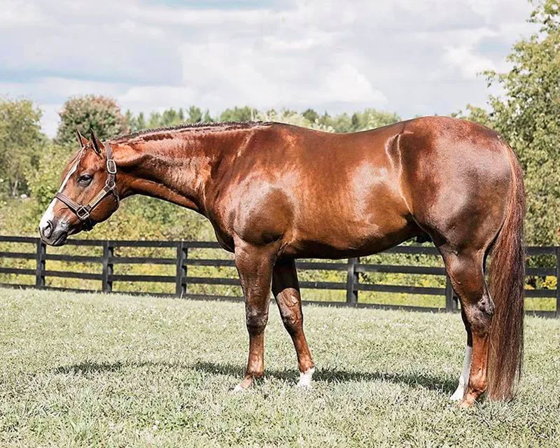 The Lopin Machine Quarter Horse (AQHA ) Stallion Listing | The Lopin ...