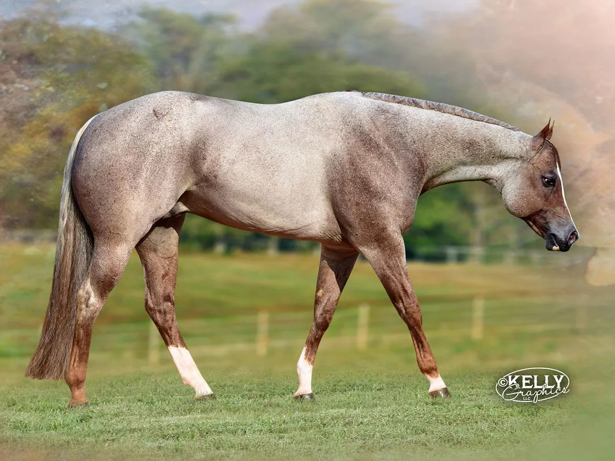 The Rock Quarter Horse (AQHA ) Stallion Listing | The Rock Stud Fee ...