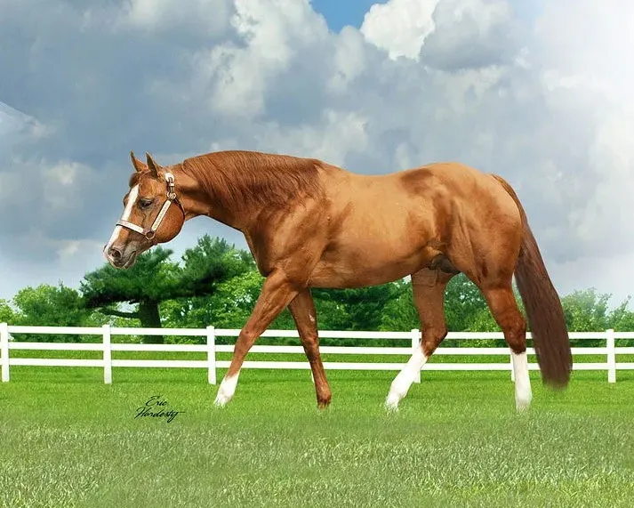 Vested Pine Quarter Horse (AQHA ) Stallion Listing | Vested Pine Stud ...