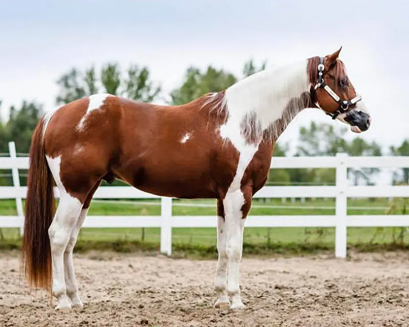 VR You Only Live Once Paint Horse (APHA) Stallion Listing | VR You Only ...