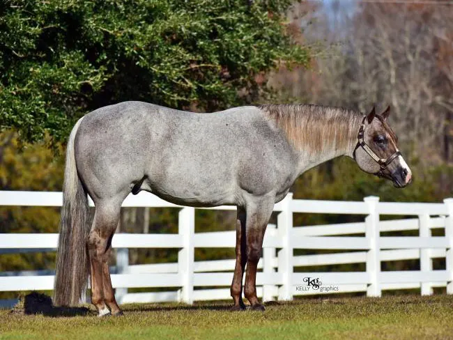 Roan vs Roaning: What's the difference?, an article published on ...