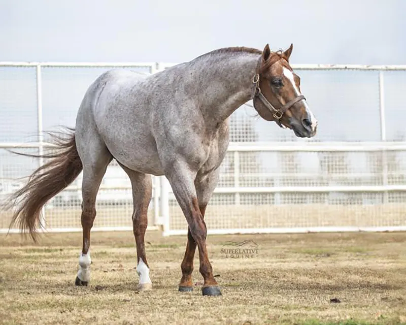 VS Code Red Quarter Horse (AQHA ) Stallion Listing | VS Code Red Stud ...
