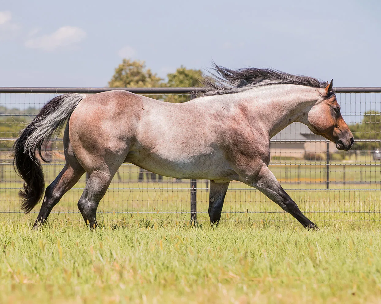 VS Flatline Quarter Horse (AQHA ) Stallion Listing | VS Flatline Stud ...