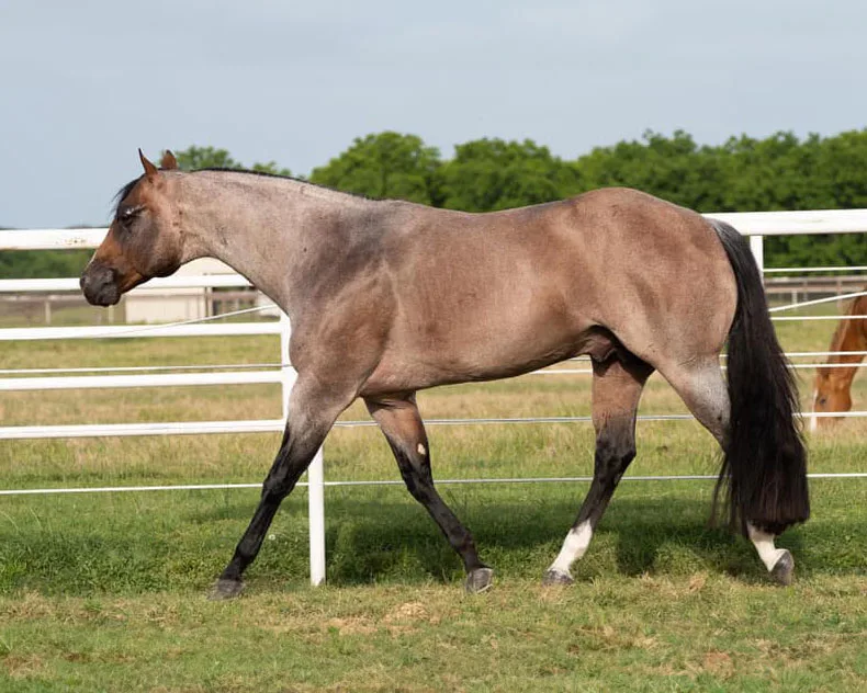 VS Goodall In Blue Quarter Horse (AQHA ) Stallion Listing | VS Goodall ...