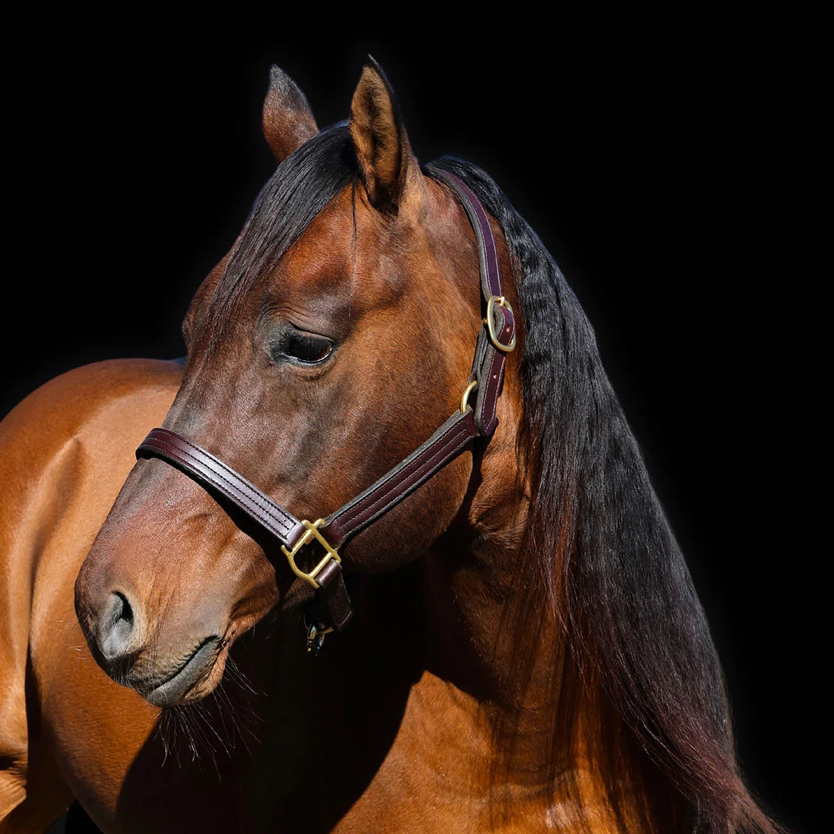 Your Ultimate Stallion Comparison Tool | StallionCompare.com