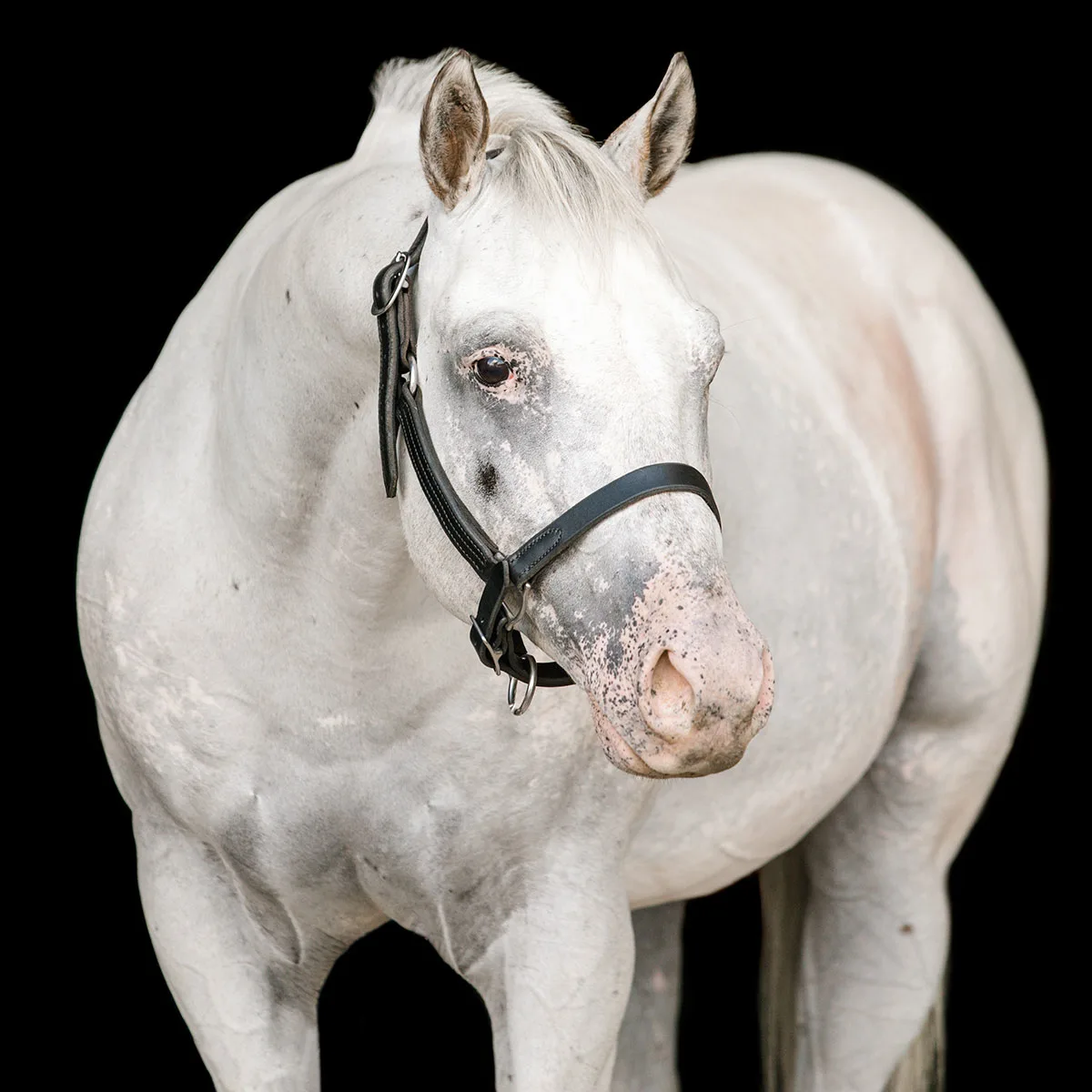 Your Ultimate Stallion Comparison Tool | StallionCompare.com