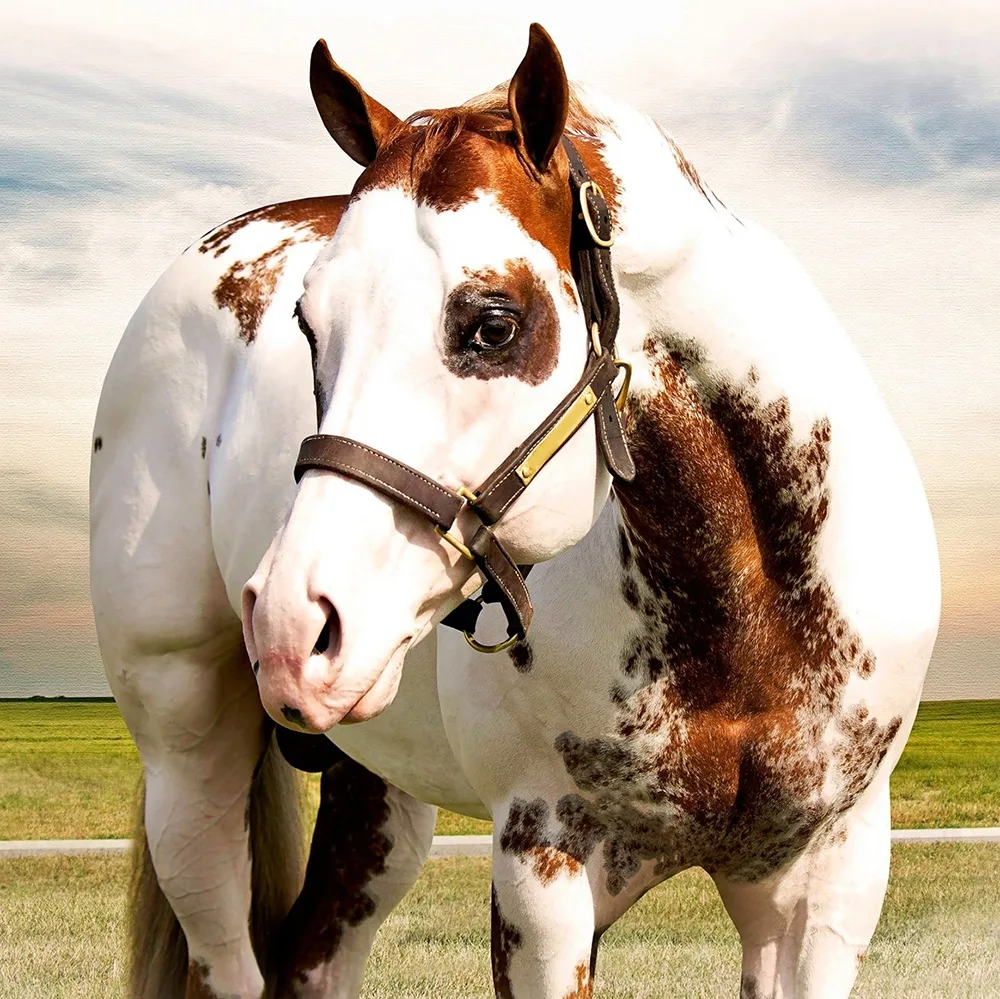 Your Ultimate Stallion Comparison Tool | StallionCompare.com