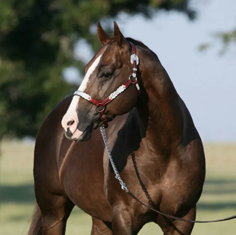 Your Ultimate Stallion Comparison Tool | StallionCompare.com