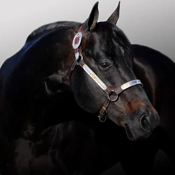 Hot Impulse 1996 Stallion | Horse Profile | Pedigree | StallionCompare.com