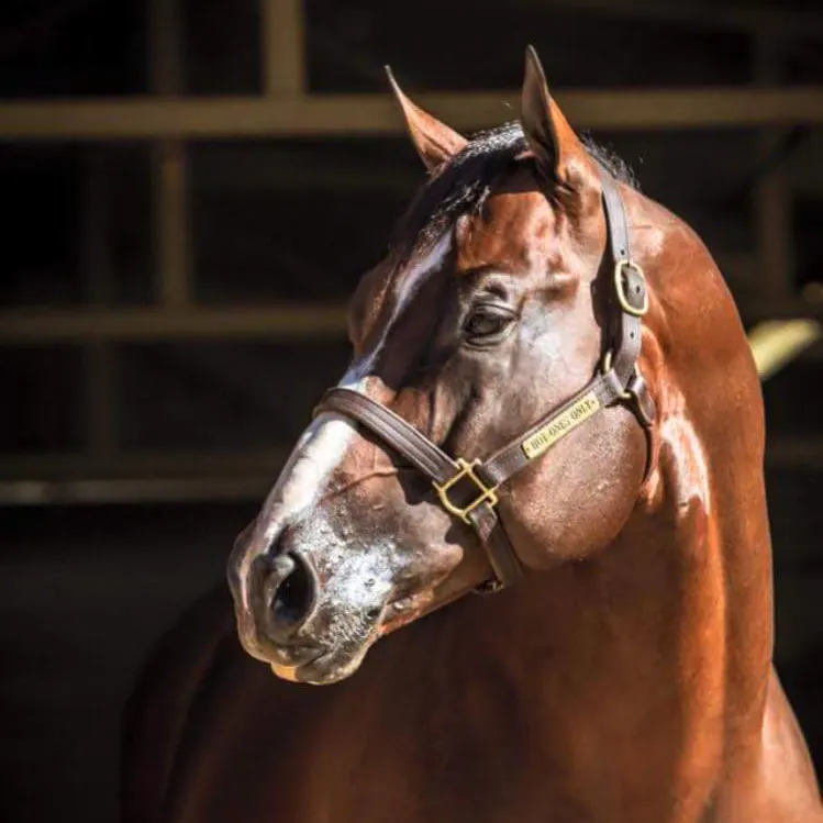 Your Ultimate Stallion Comparison Tool | StallionCompare.com