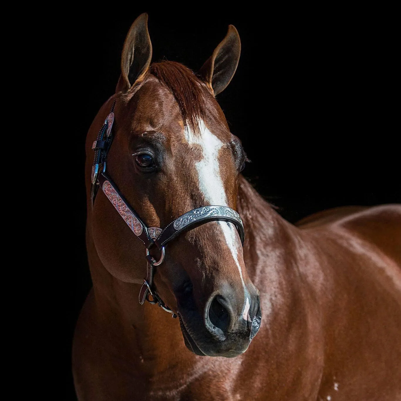 Required Invitation 2007 Stallion | Horse Profile | Pedigree ...