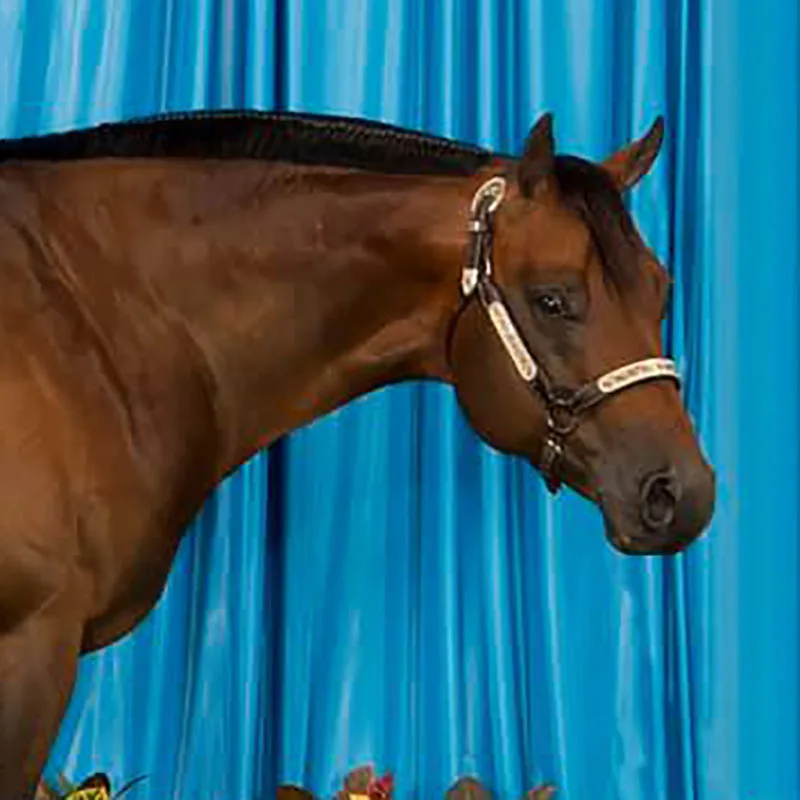 Your Ultimate Stallion Comparison Tool | StallionCompare.com