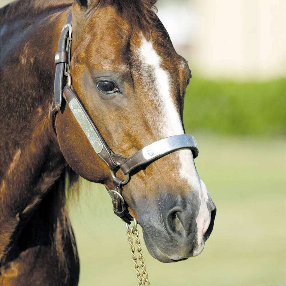 Smart Little Lena 1979 Stallion | Horse Profile | Pedigree ...