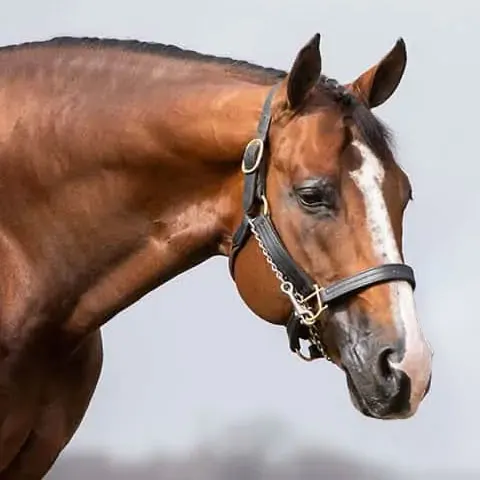 Super Sires Latest Results & Standings | StallionCompare.com