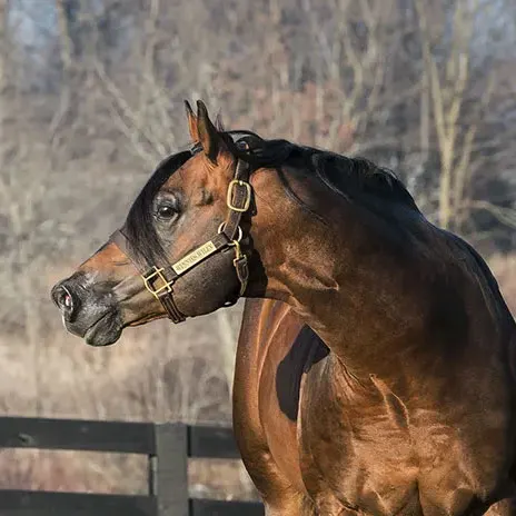 Your Ultimate Stallion Comparison Tool | StallionCompare.com