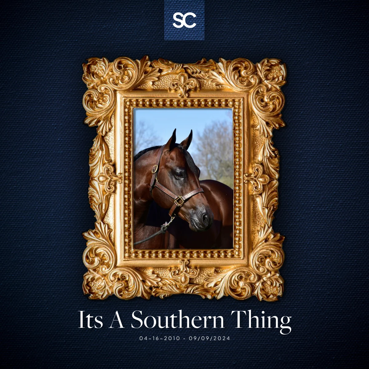 Its A Southern Thing | StallionCompare.com
