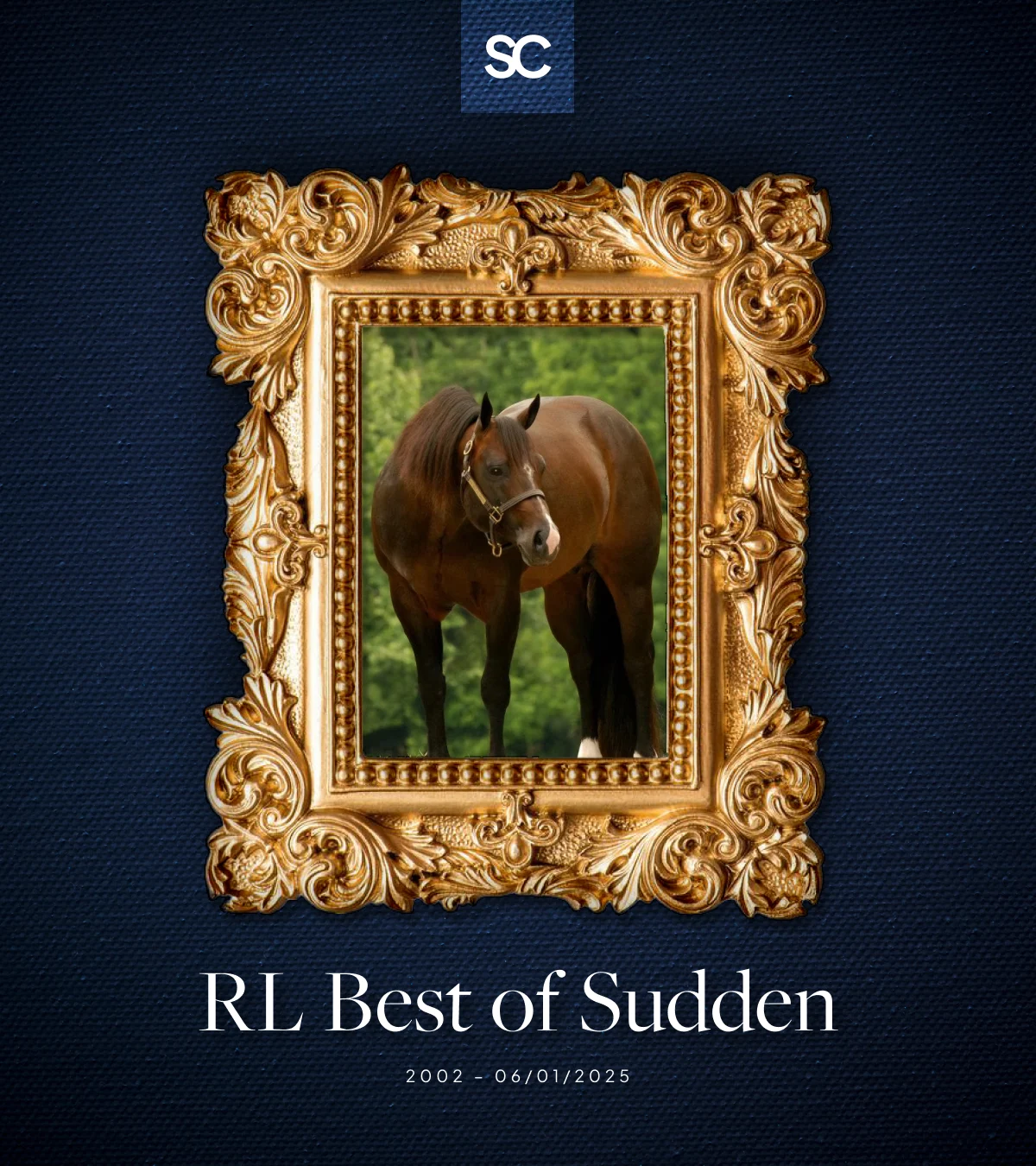 RL Best of Sudden | StallionCompare.com