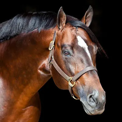Your Ultimate Stallion Comparison Tool | StallionCompare.com