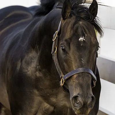 Favorite Cartel 2007 Stallion | Horse Profile | Pedigree ...