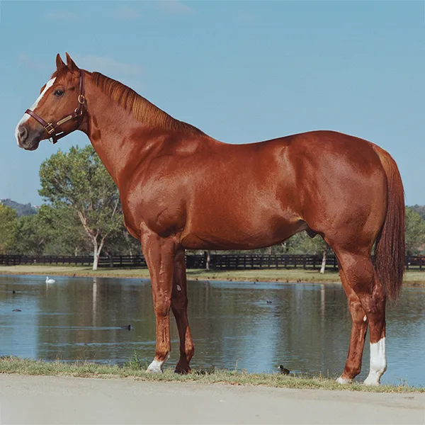 Dash For Cash 1973 Stallion | Horse Profile | Pedigree ...