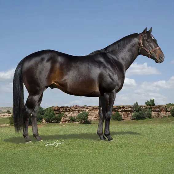 First Moonflash 2005 Stallion | Horse Profile | Pedigree ...
