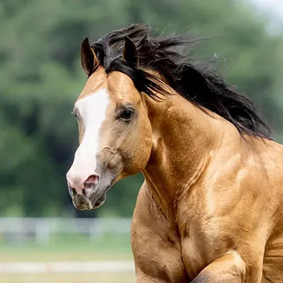 Frenchmans Guy 1987 Stallion | Horse Profile | Pedigree ...