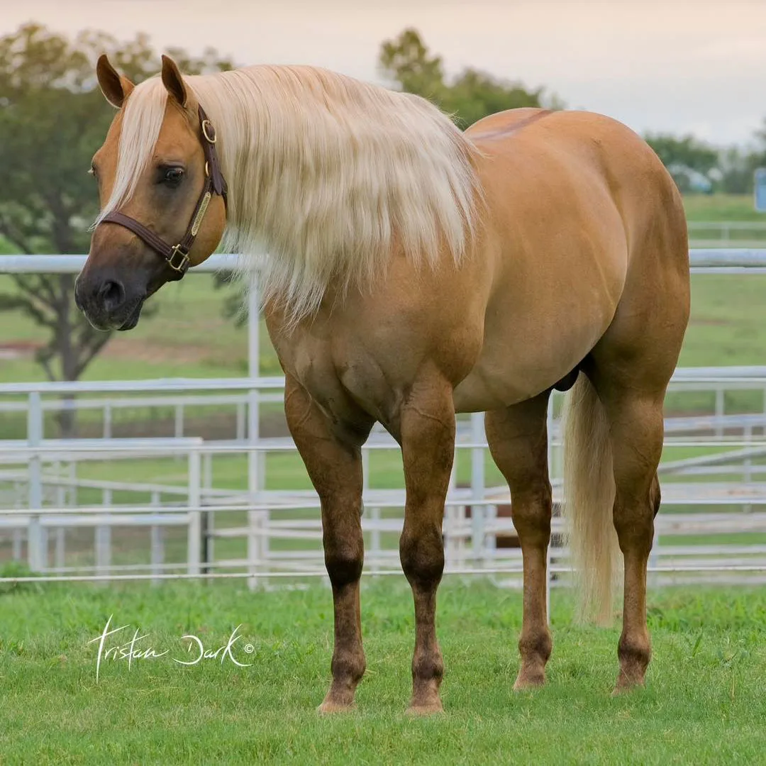 Hollywood Dun It 1983 Quarter Horse Stallion | Horse Profile | Pedigree ...