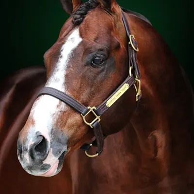 Iron Enterprise 1998 Stallion | Horse Profile | Pedigree ...