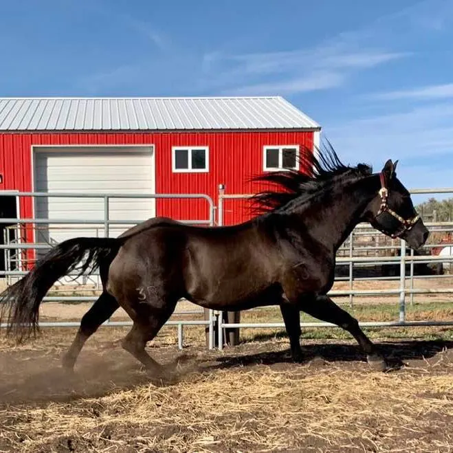 Jaz Acero Hombre 1998 Stallion | Horse Profile | Pedigree ...